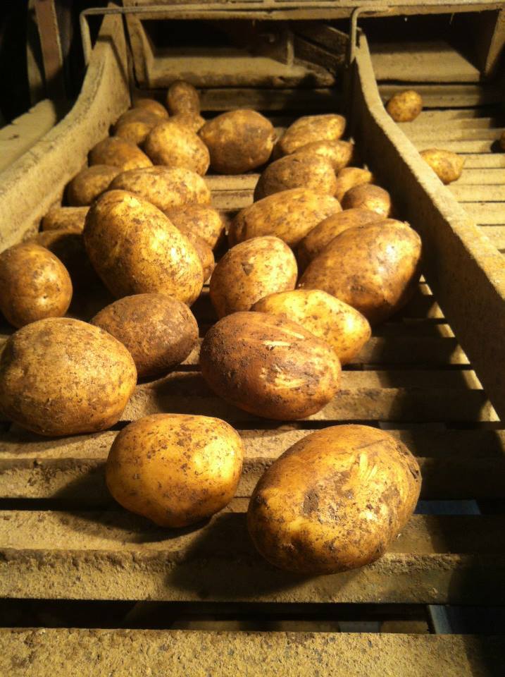 Christmas A Good Sized Handful Melody Potatoes (Collection Only ...