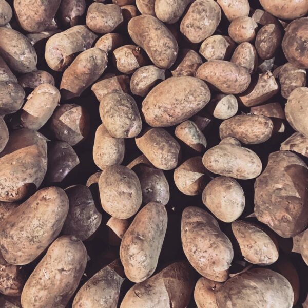 5 kg Bag of Cornish Melody Potatoes - Cornish Harvest